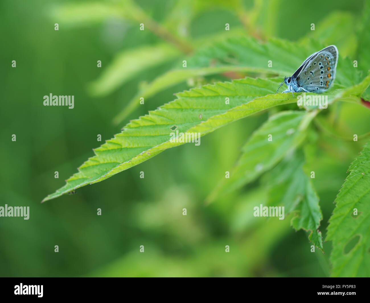 beautiful butterfly in the forest Stock Photo - Alamy