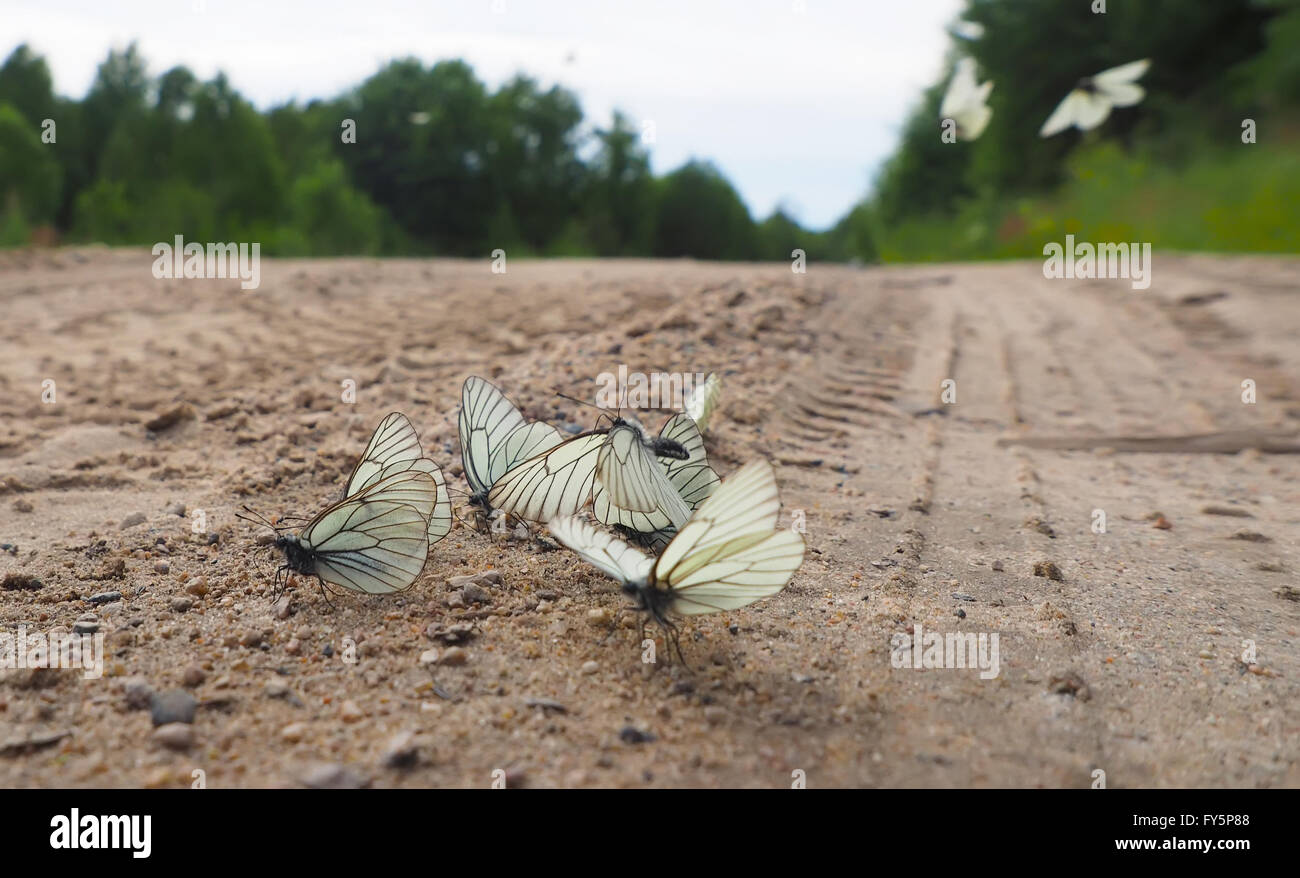 beautiful butterfly on a forest road Stock Photo - Alamy