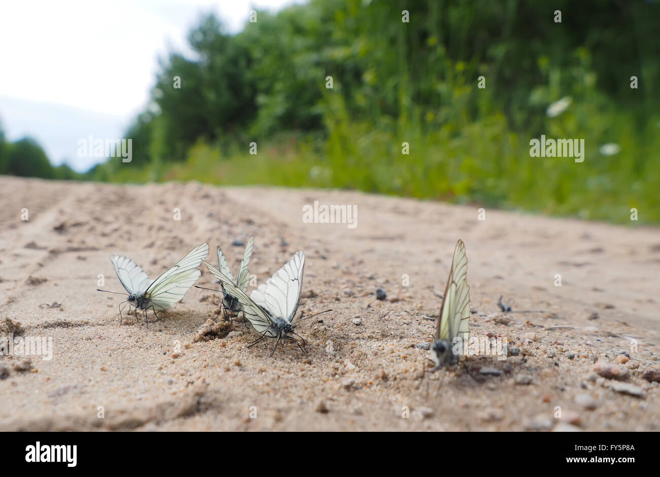 beautiful butterfly on a forest road Stock Photo - Alamy