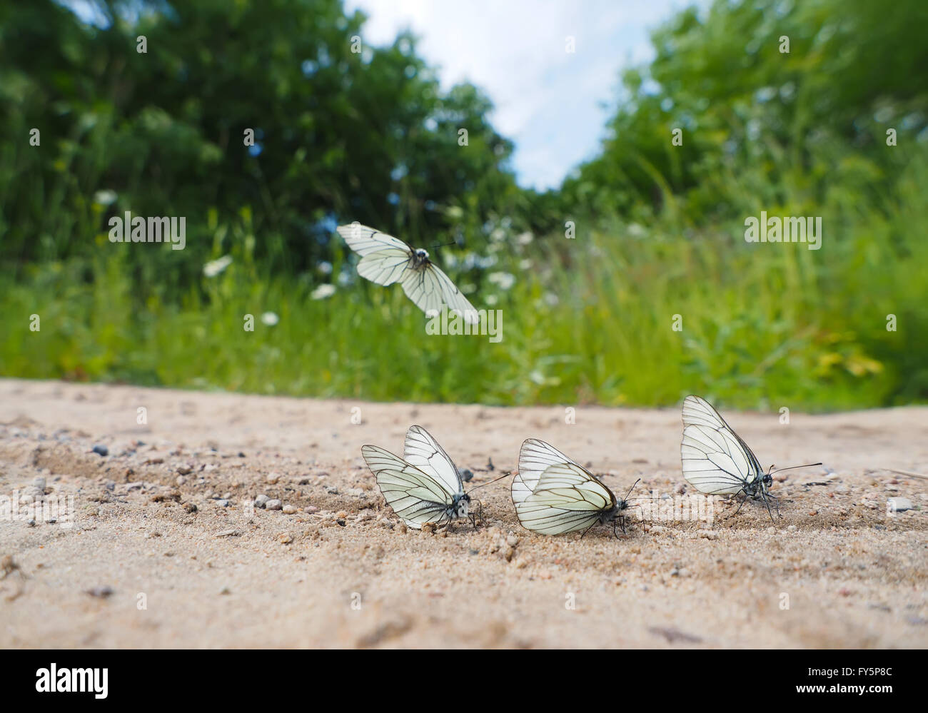 beautiful butterfly on a forest road Stock Photo - Alamy