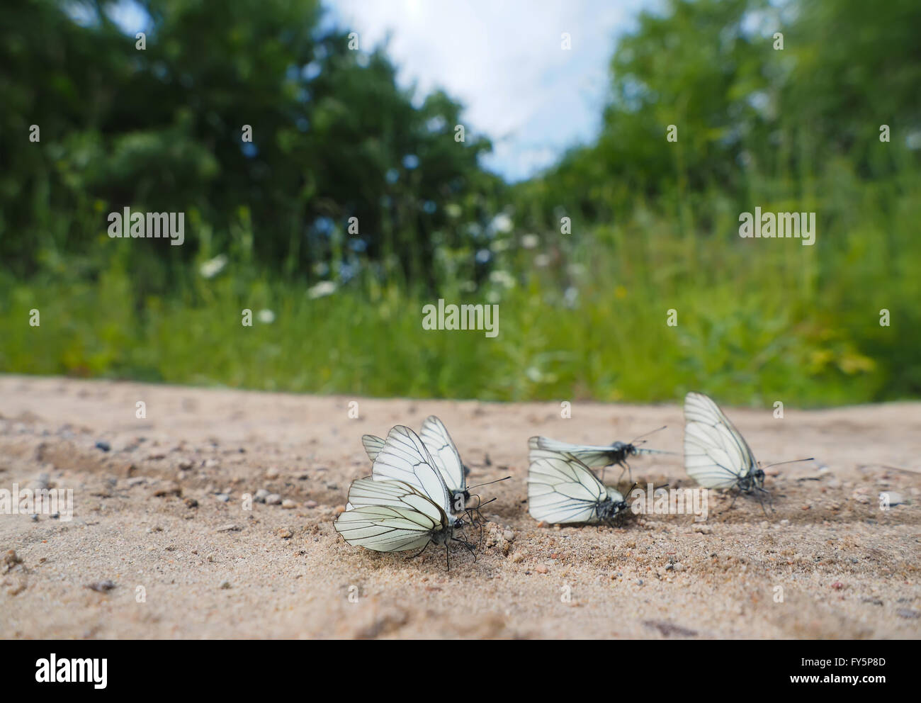 beautiful butterfly on a forest road Stock Photo - Alamy
