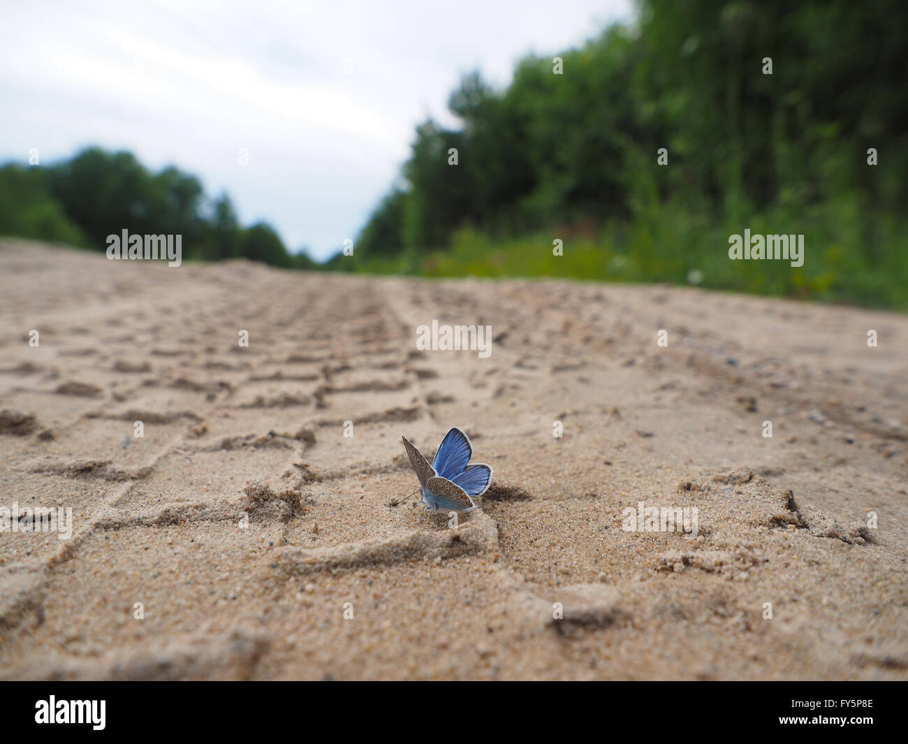 beautiful butterfly on a forest road Stock Photo - Alamy