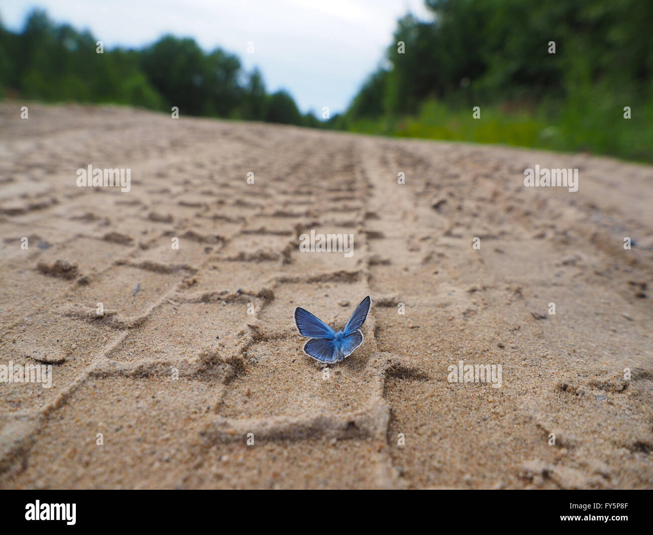 beautiful butterfly on a forest road Stock Photo - Alamy