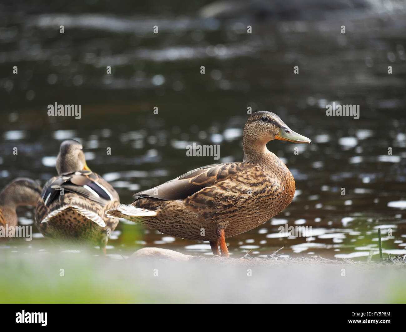 duck on the lake Stock Photo - Alamy