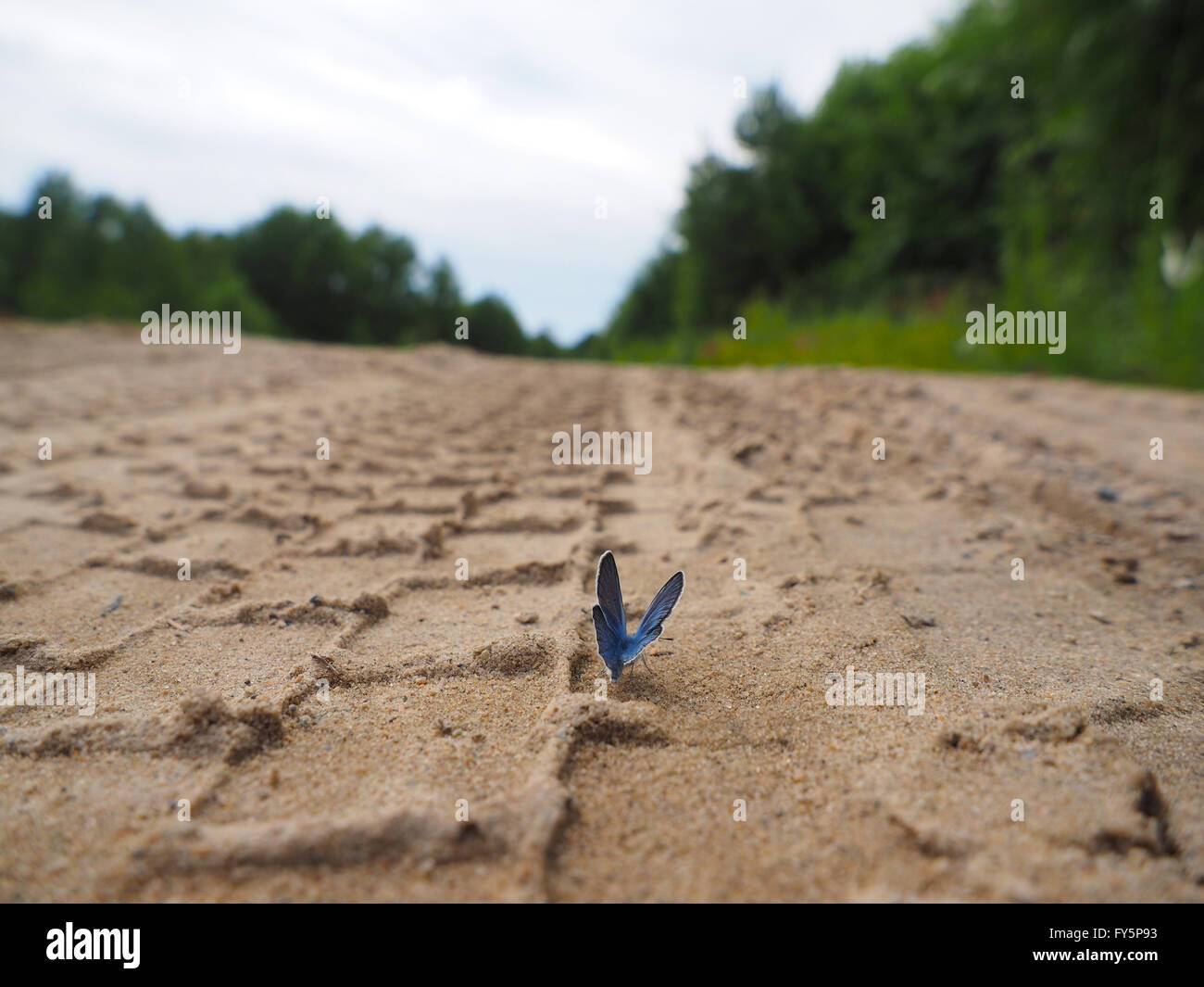 beautiful butterfly on a forest road Stock Photo - Alamy