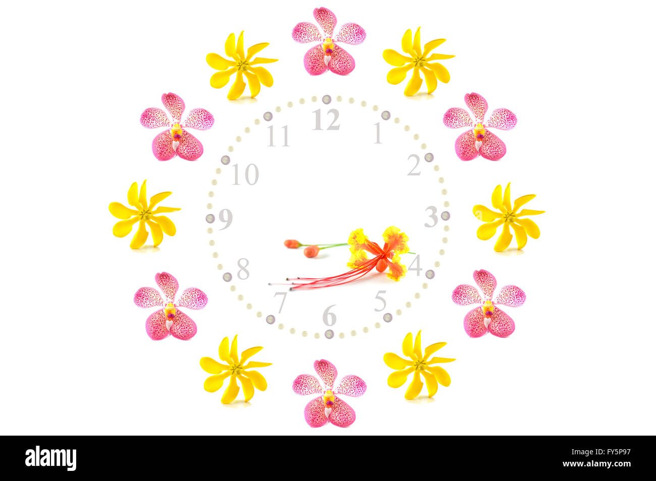 Floral clock on white background Stock Photo - Alamy