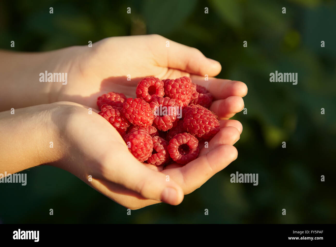 handful of red ripe raspberries in hands Stock Photo - Alamy