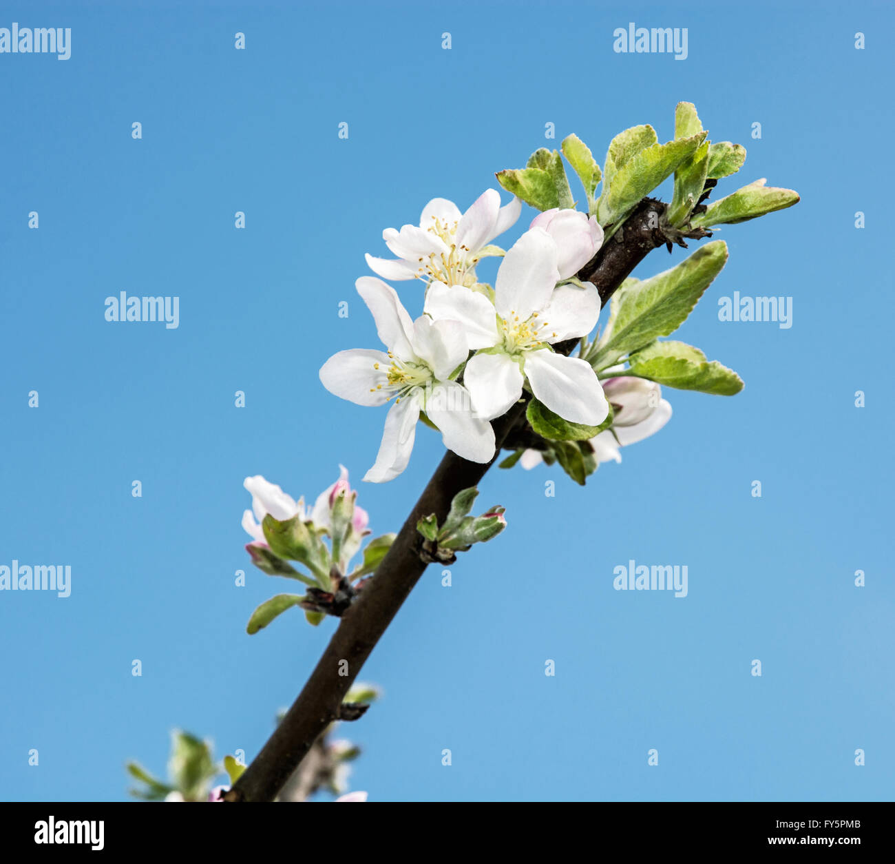 Flowering cherry twig and blue sky. Seasonal natural scene. Beauty in ...