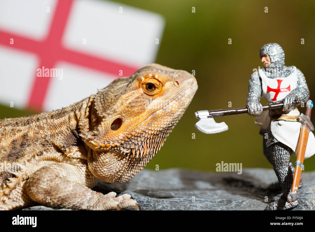 Knight with st georges flag hi-res stock photography and images - Alamy