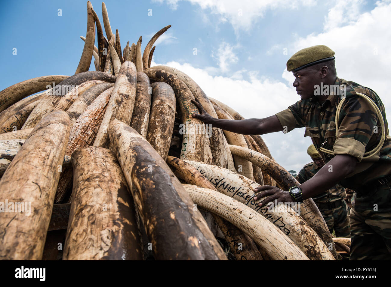 Nairobi, Kenya. 22nd April, 2016. Workers from the Kenya Wildlife ...