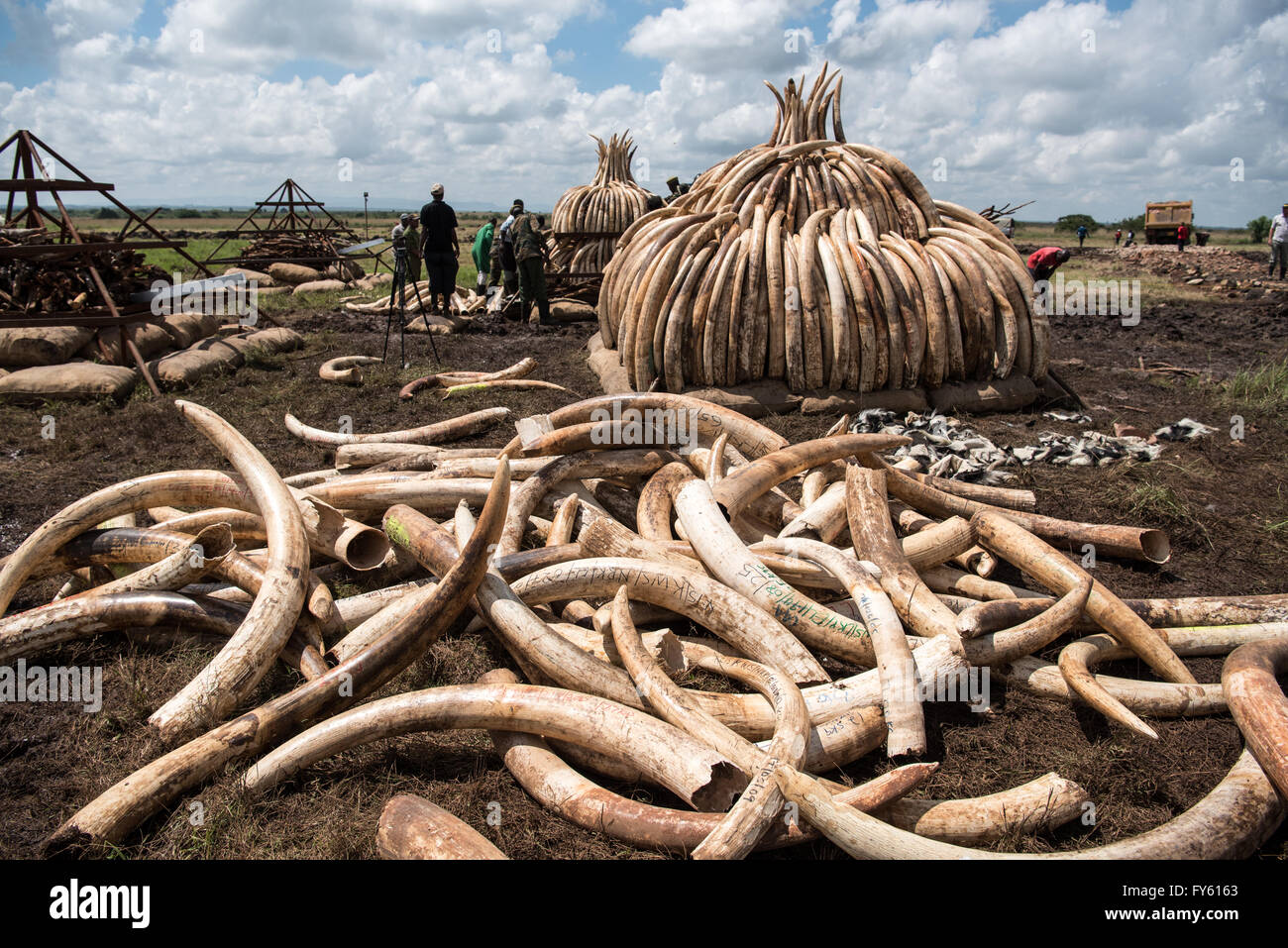 Nairobi, Kenya. 22nd April, 2016. Elephant tusks lay scattered in ...