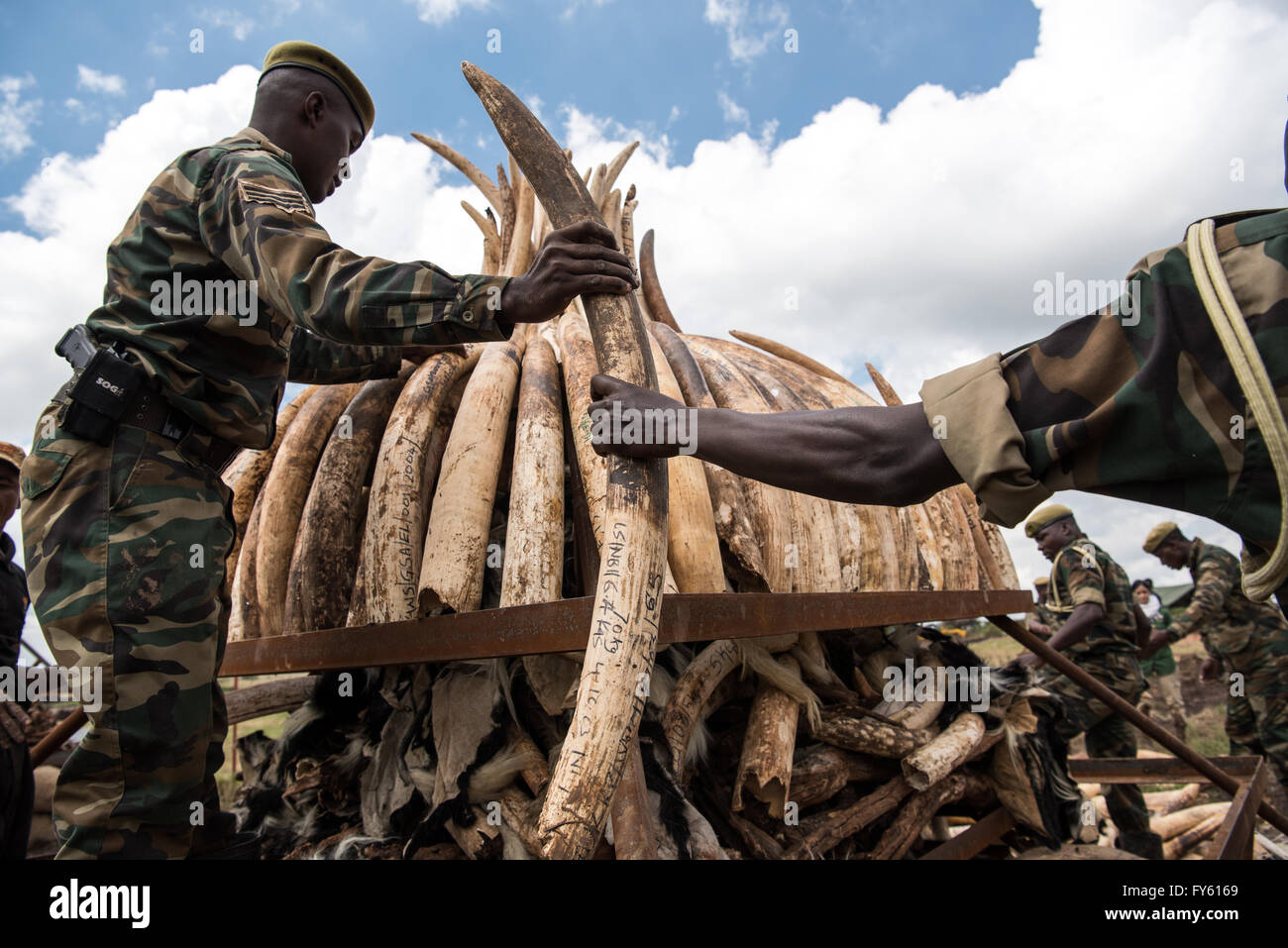 Nairobi, Kenya. 22nd April, 2016. Workers from the Kenya Wildlife ...