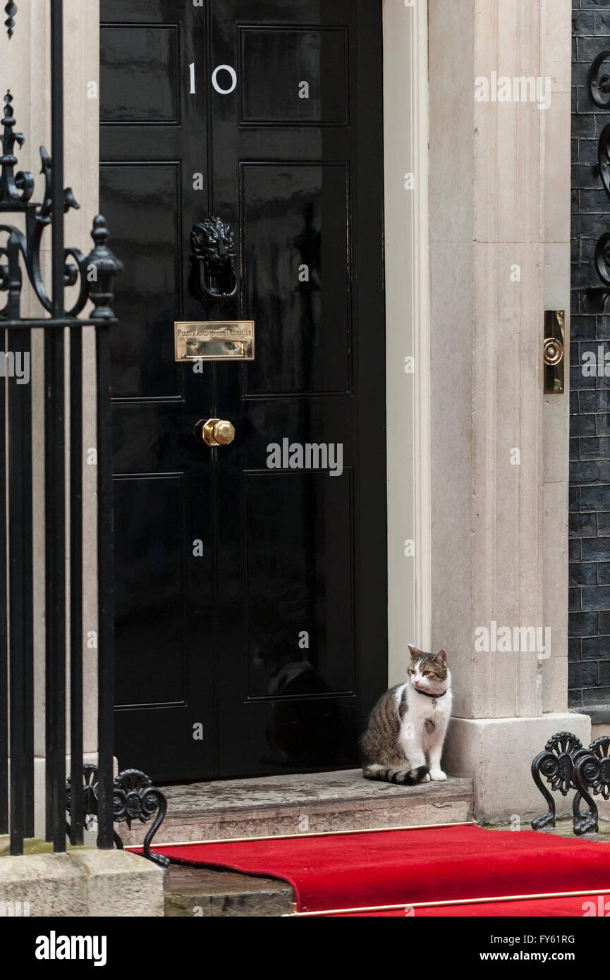 London, UK. 22 April 2016. The number 10 cat finds a spot to sit ...