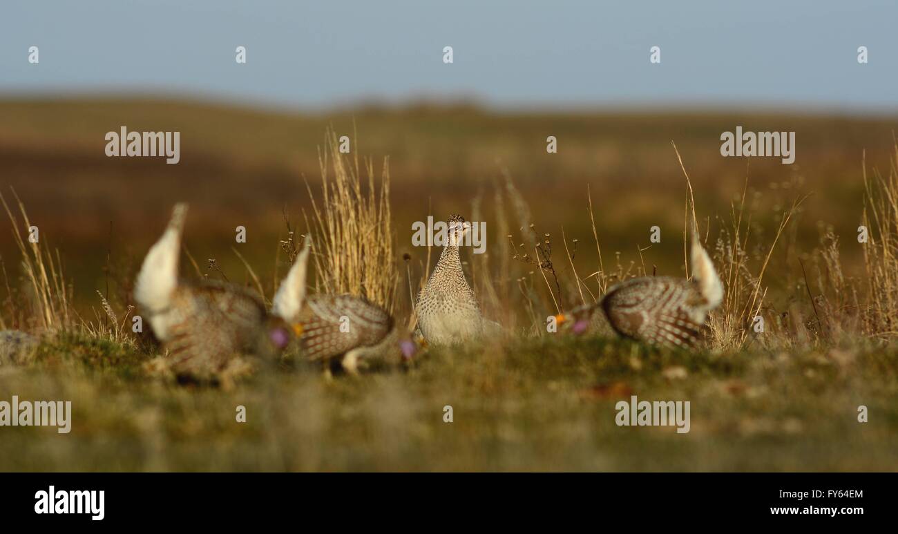 Mating displays hi-res stock photography and images - Alamy