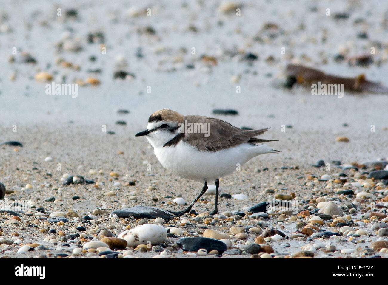 Kentish plovers on a beach hi-res stock photography and images - Alamy