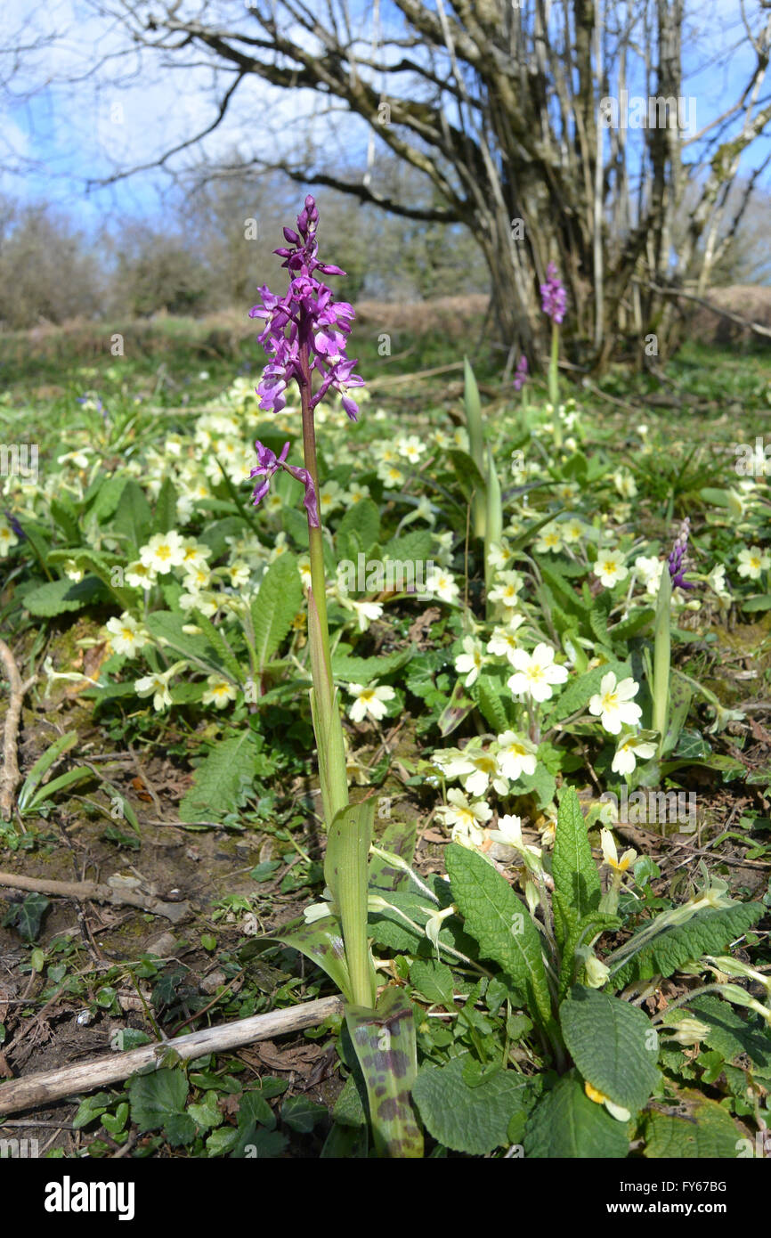 Purbecks, Dorset, England. 23rd April 2016. Early-purple orchids ...