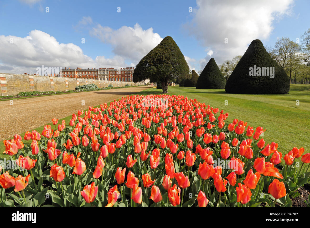 Hampton Court Palace, London, UK. 23rd April 2016. The tulips are in ...