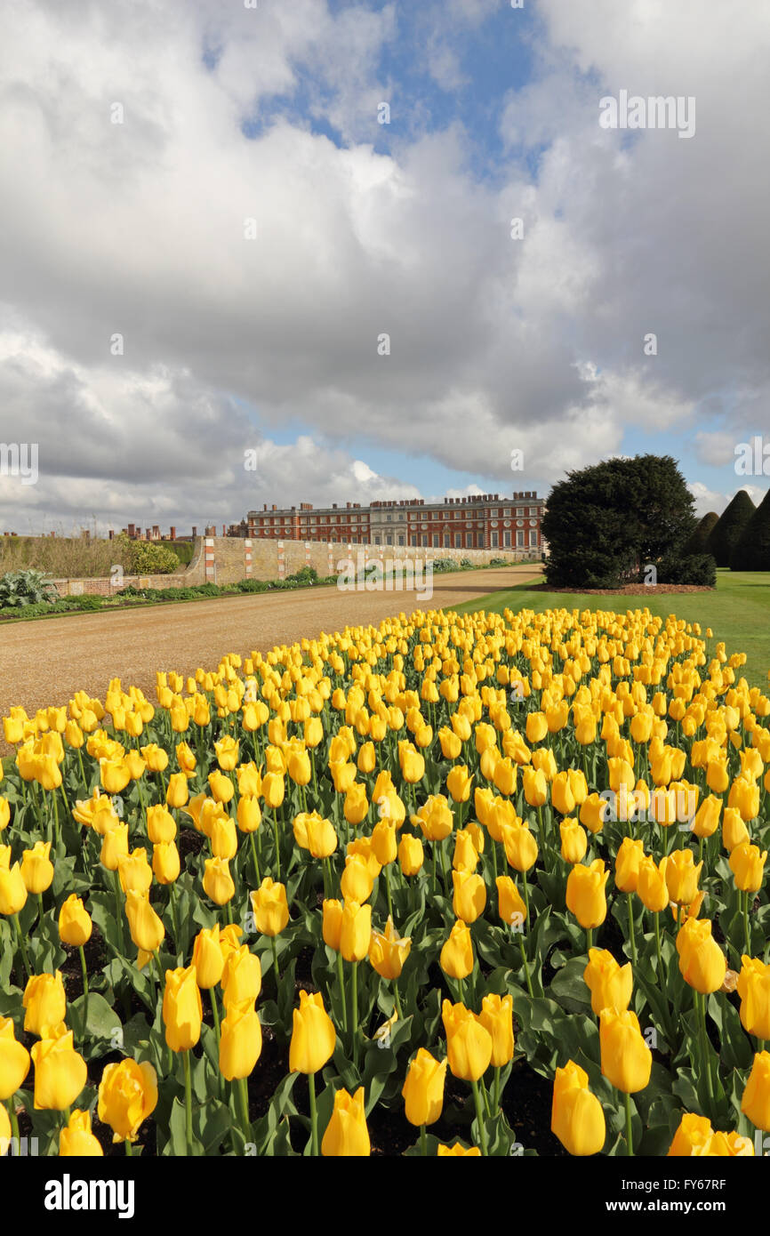 Hampton Court Palace, London, UK. 23rd April 2016. The tulips are in ...