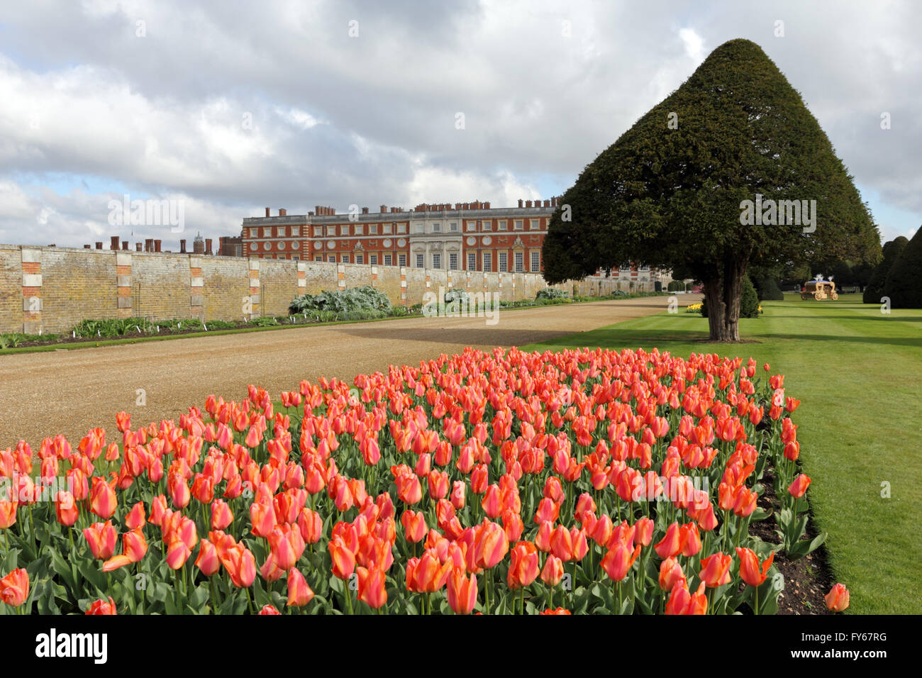 Hampton Court Palace, London, UK. 23rd April 2016. The tulips are in ...