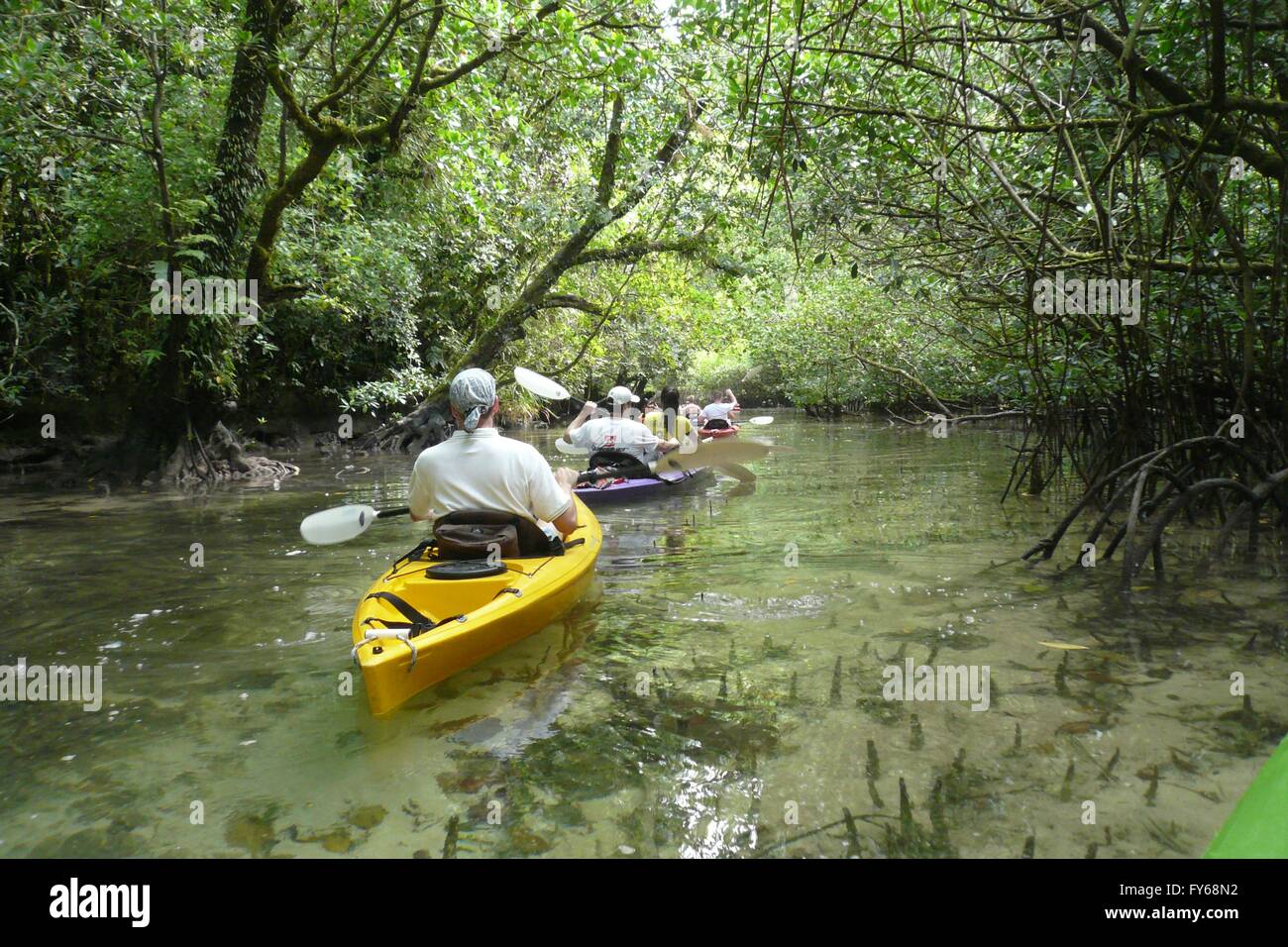 Kayaking through a mangrove waterway in an uninhabited rock island in ...