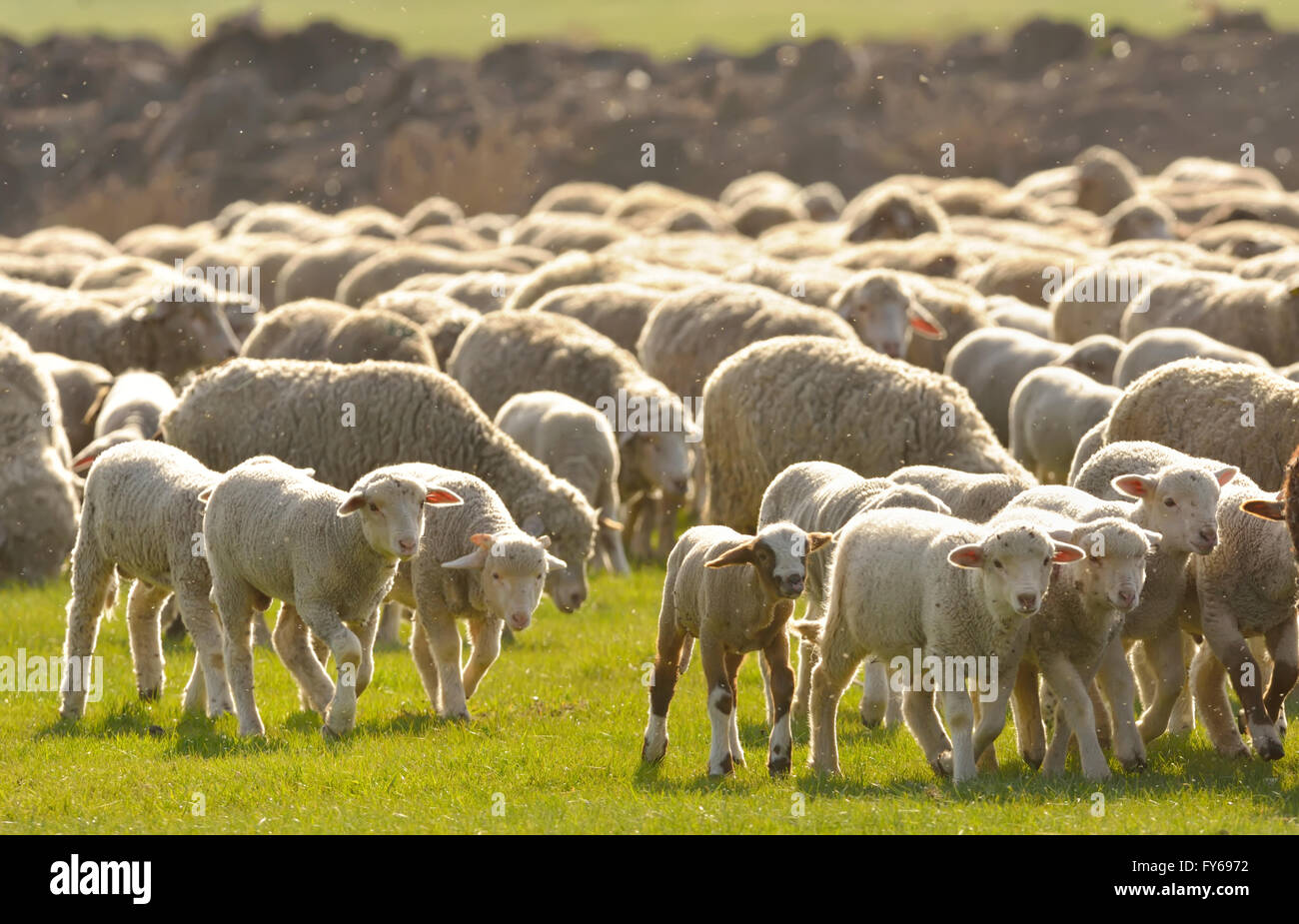 Flock sheep on farm hi-res stock photography and images - Alamy