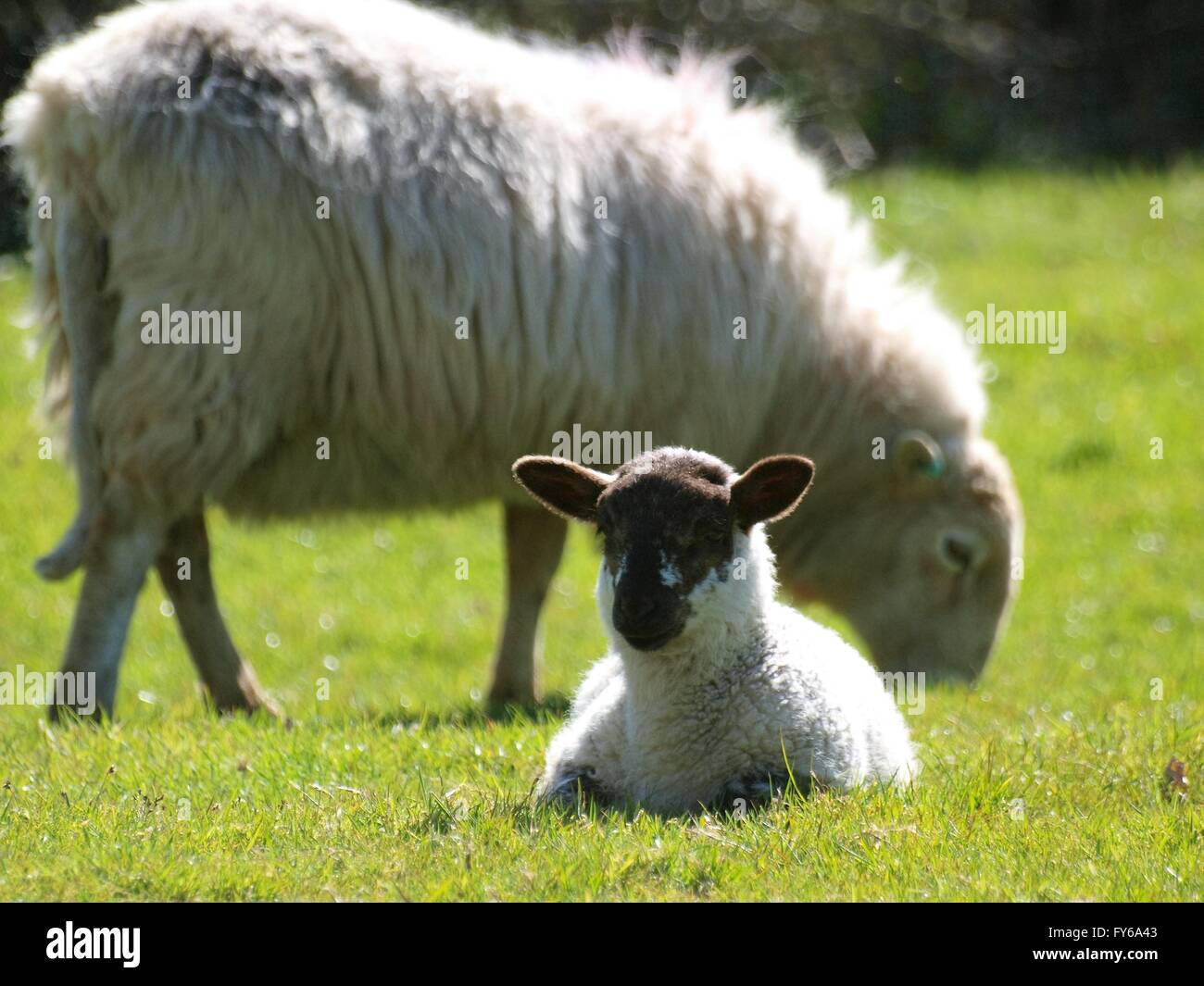 Lamb lying down hi-res stock photography and images - Alamy