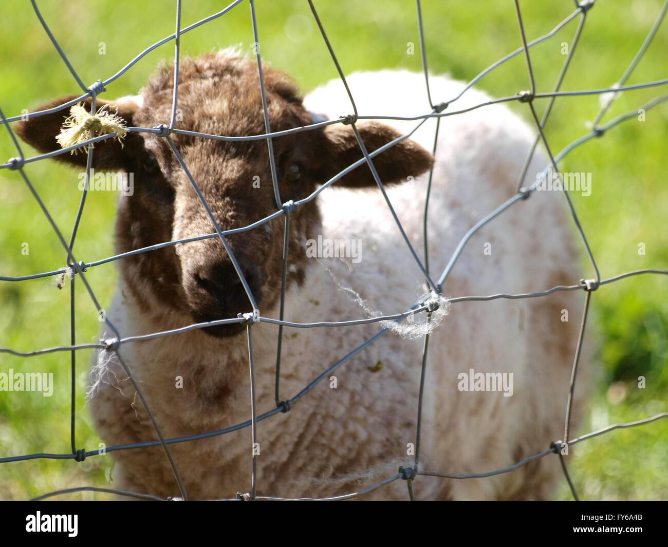 Spring lamb looking through wire fence Stock Photo - Alamy