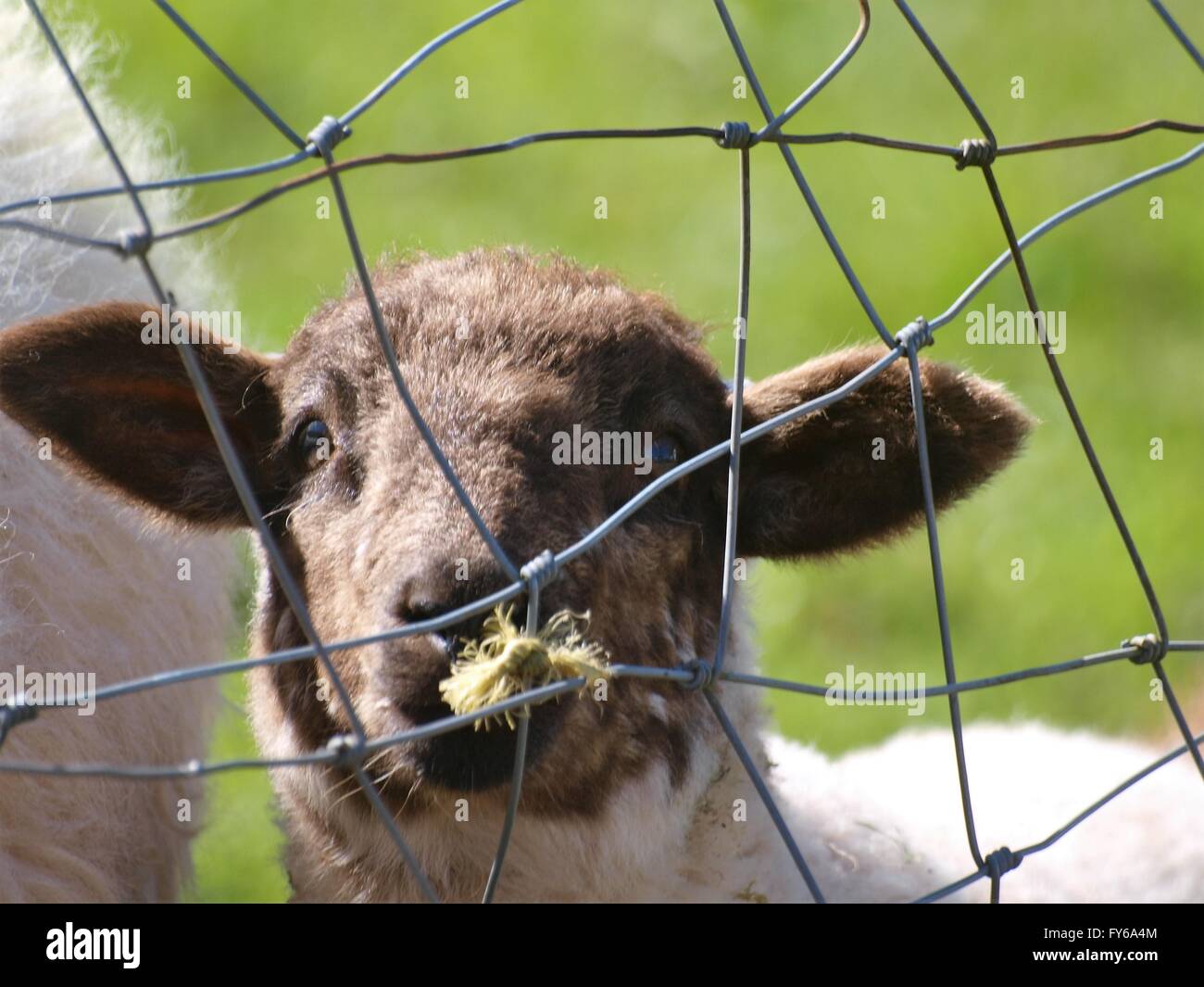 Spring Lamb looking through wire fence Stock Photo - Alamy