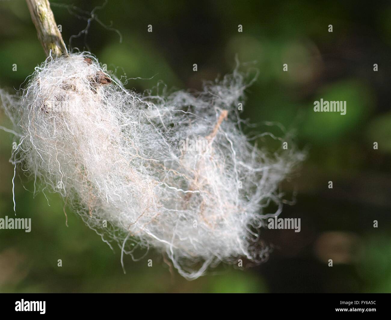 Sheep wool on branch Stock Photo - Alamy