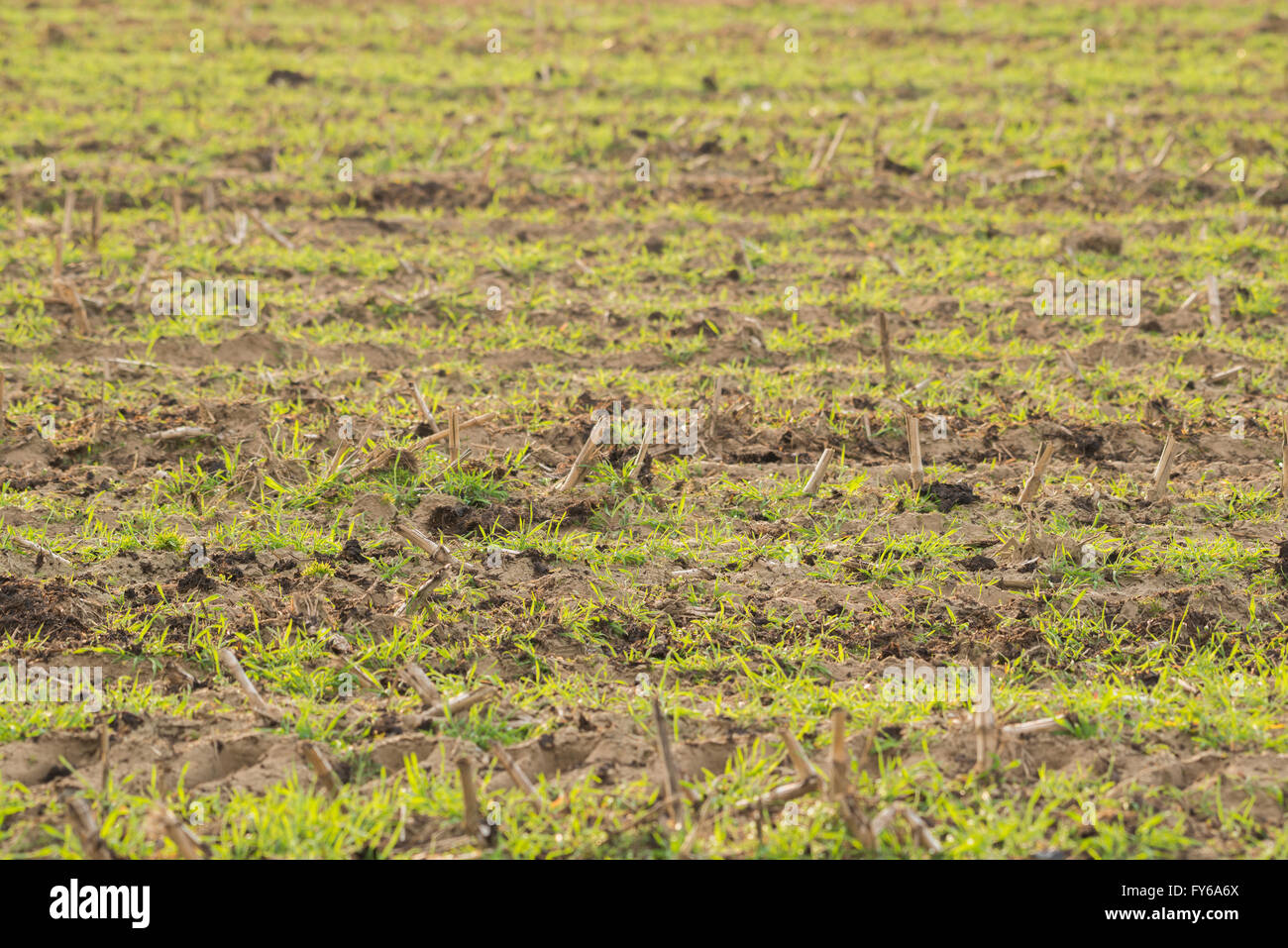 Crops in rotation hi-res stock photography and images - Alamy
