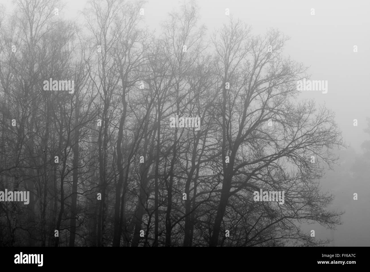 Tree picture in background Black and White Stock Photos & Images - Alamy