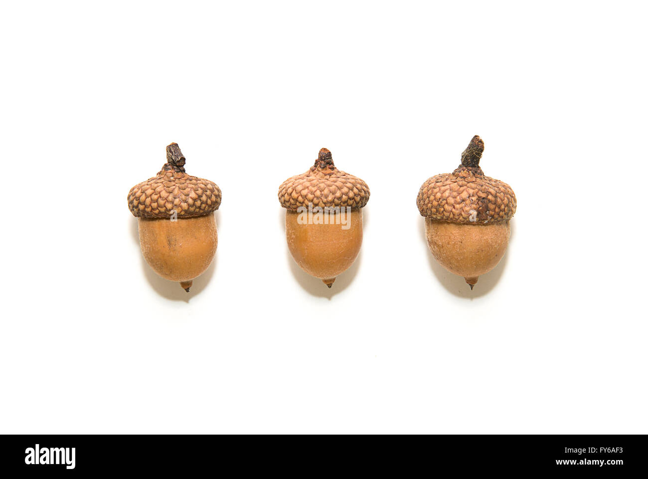 Three brown acorns with caps on over white Stock Photo - Alamy