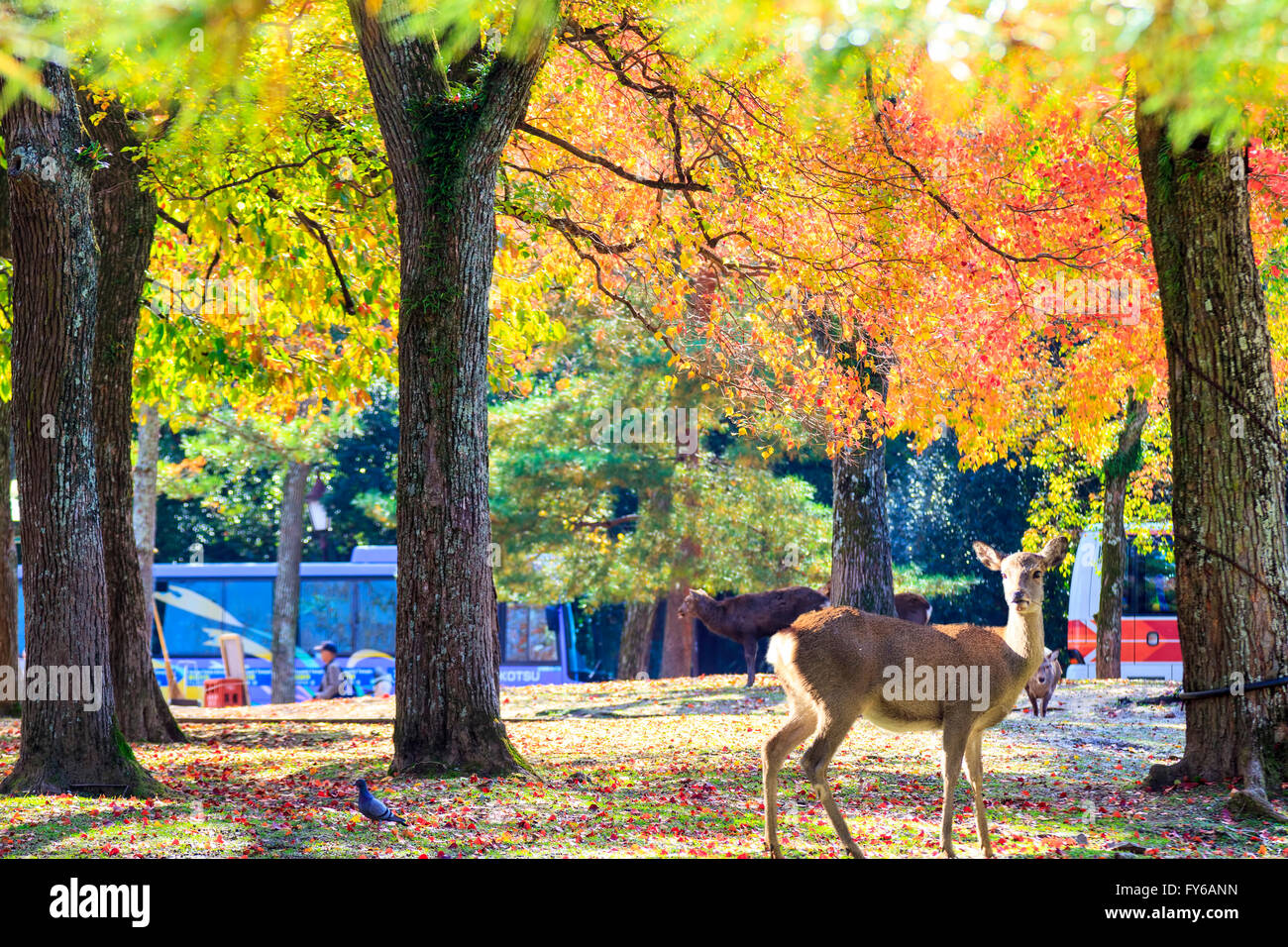 The Fall season of Nara with nice maple color Stock Photo - Alamy