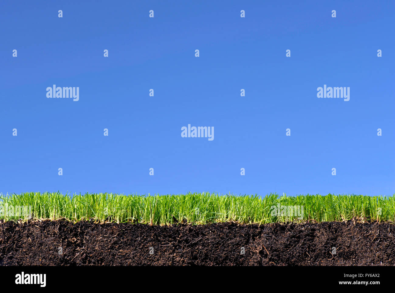 Grass turf with topsoil and root structure against a blue sky ...