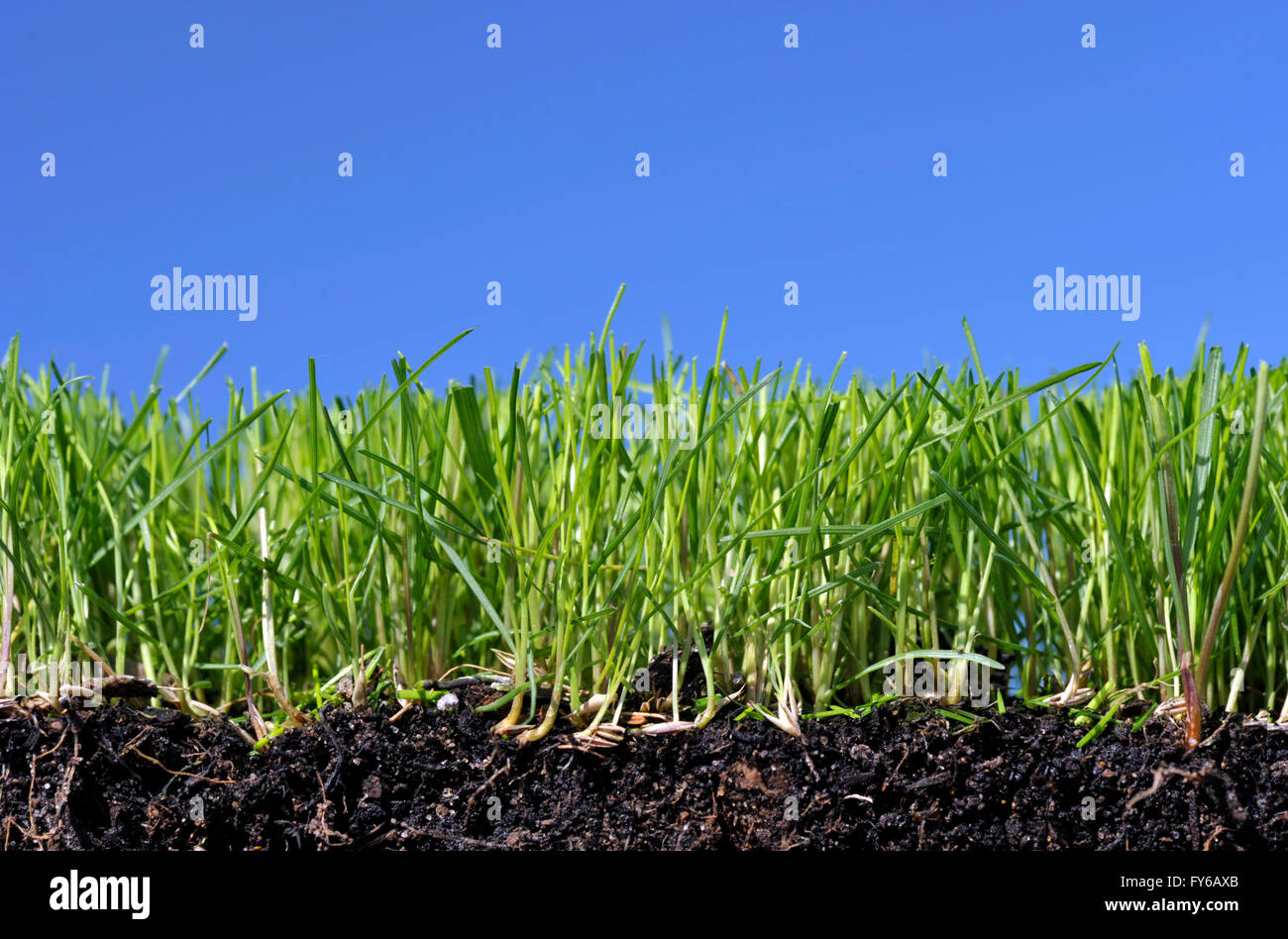 Grass turf with topsoil and root structure against a blue sky ...