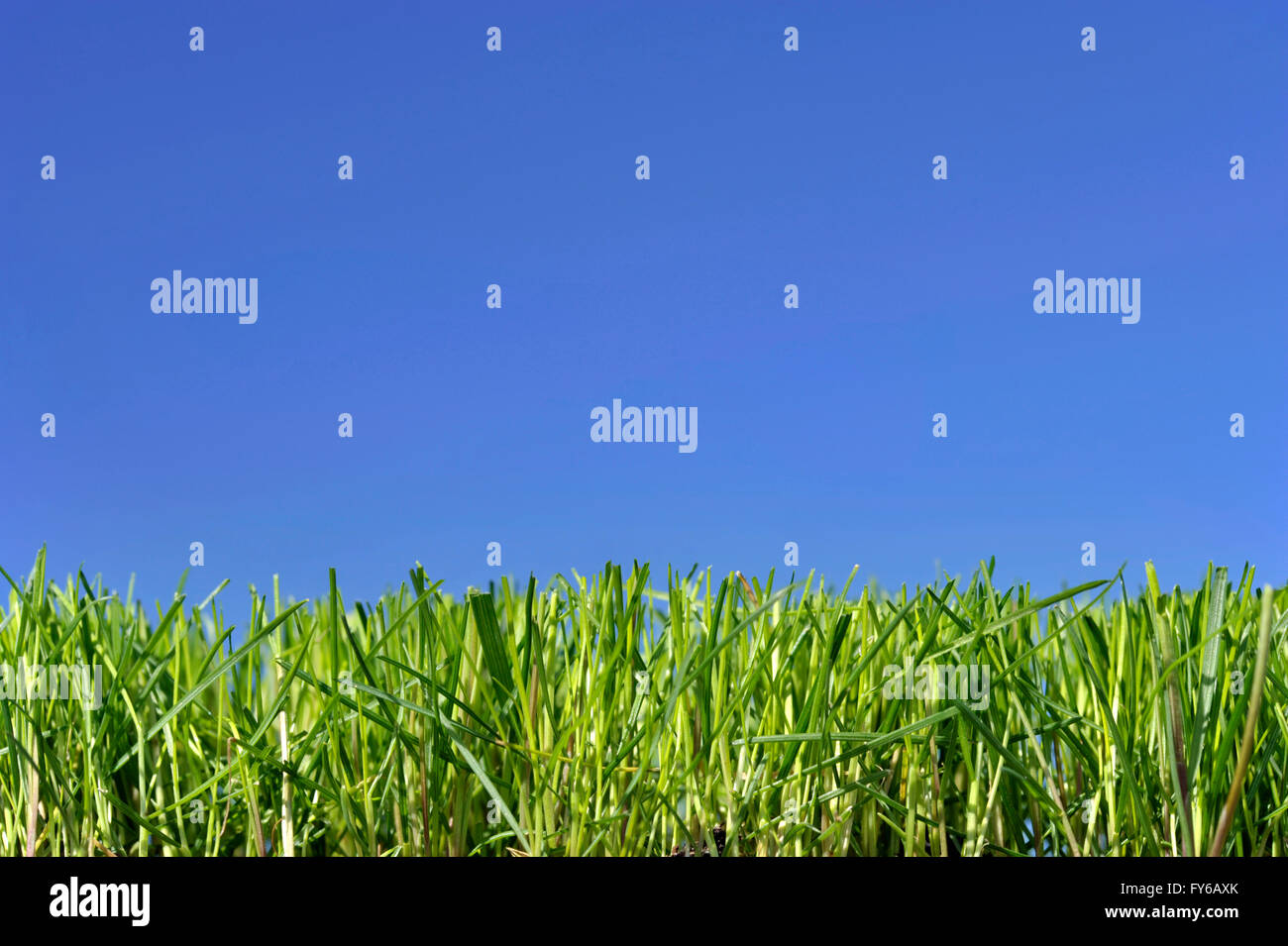 Grass lawn turf against a blue sky background Stock Photo - Alamy