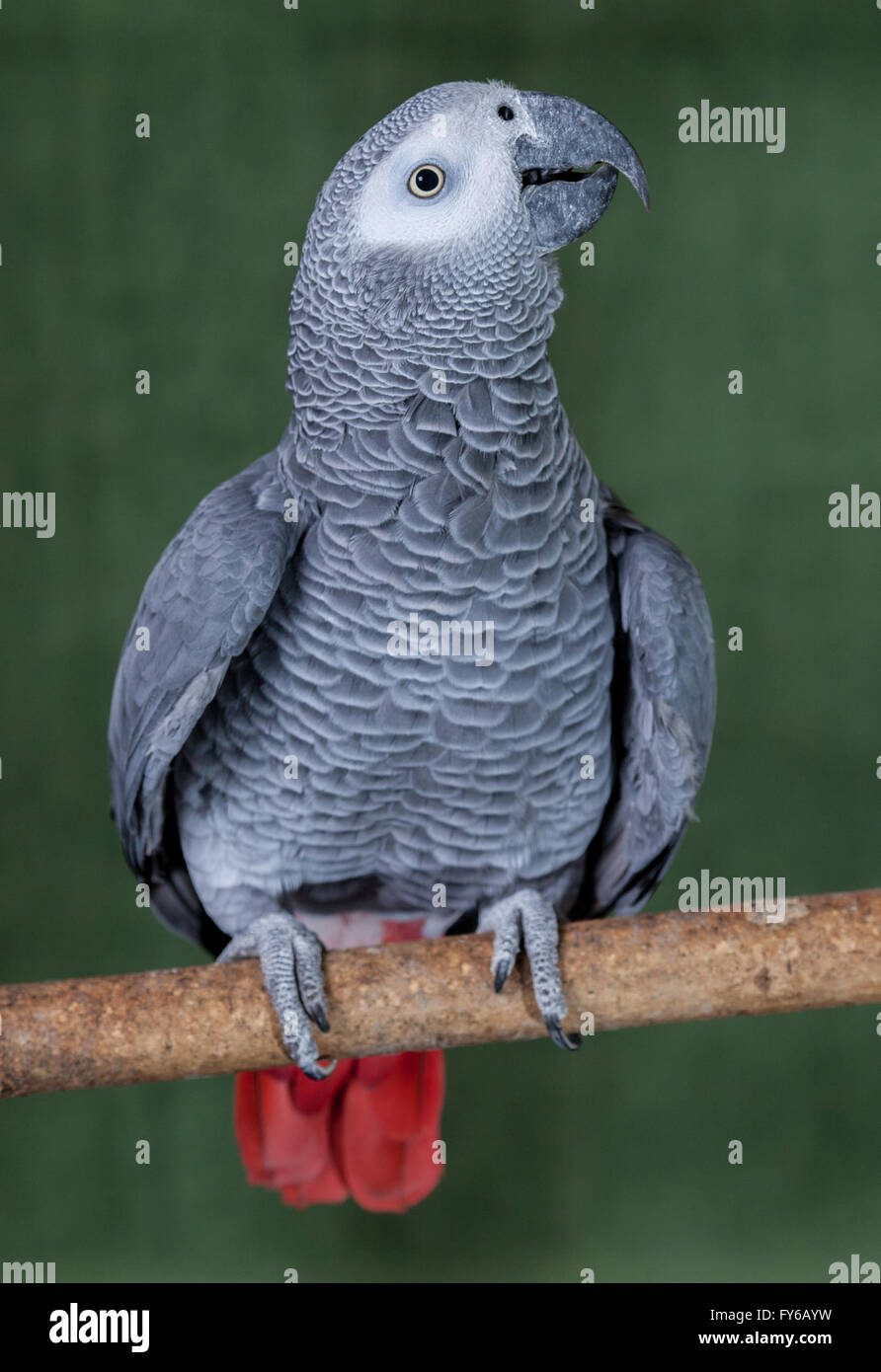 Congo African Grey Parrot, posed on a natural branch against a dark ...