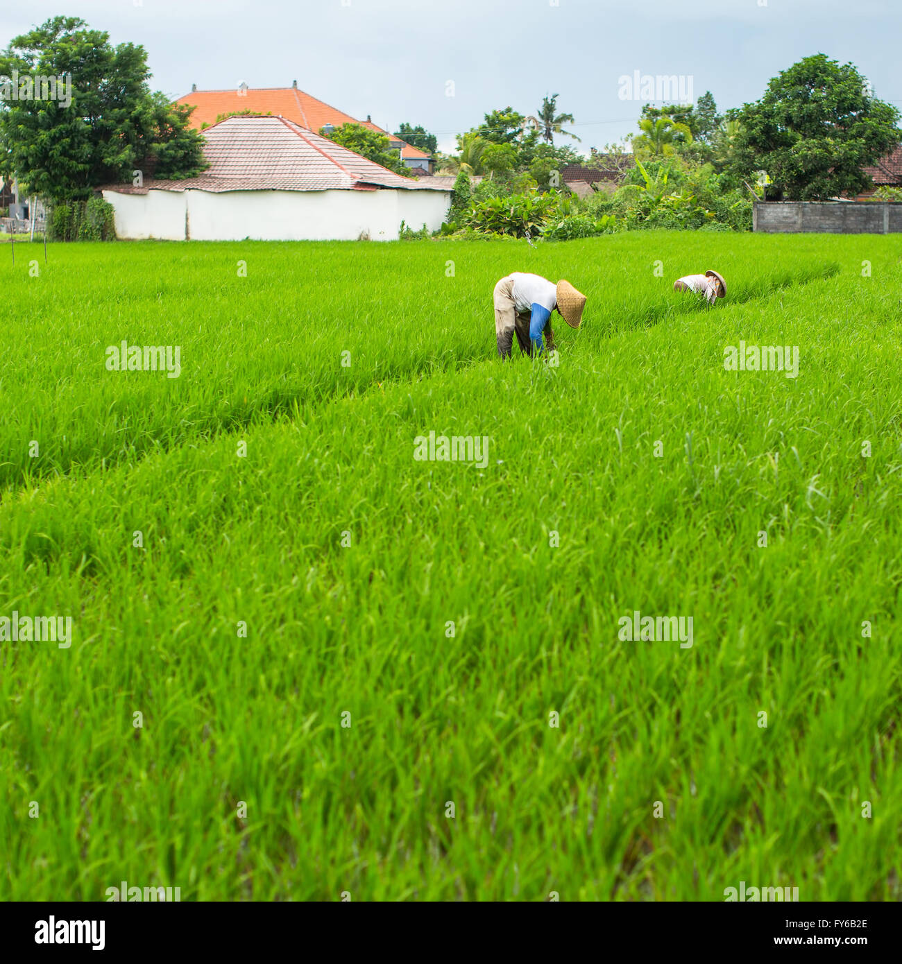 Family rice field hi-res stock photography and images - Alamy