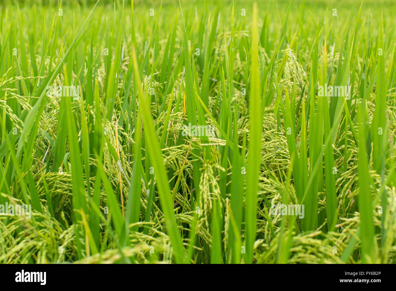 Close-up rice field green grass Stock Photo - Alamy