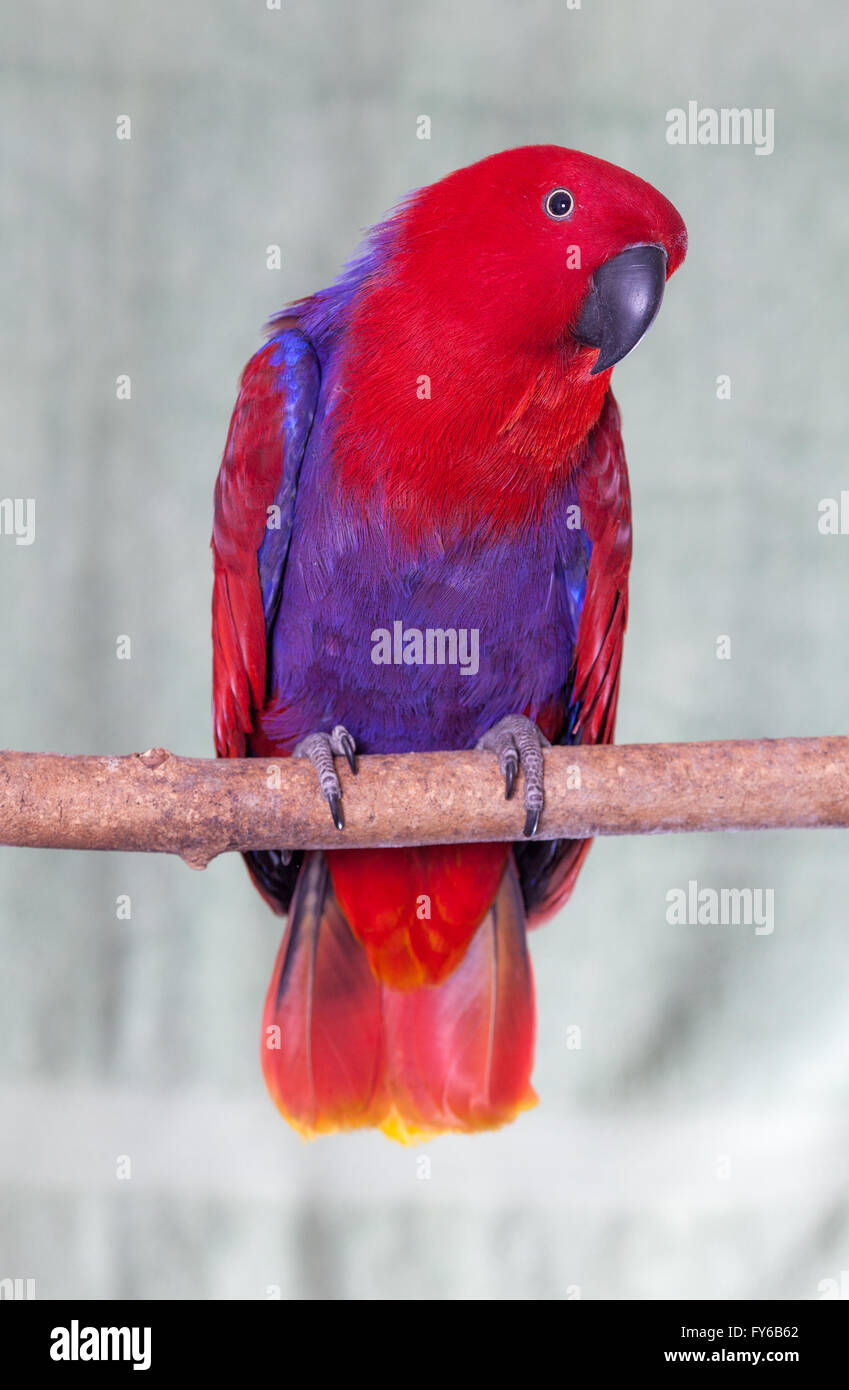 Pretty plumage hi-res stock photography and images - Alamy