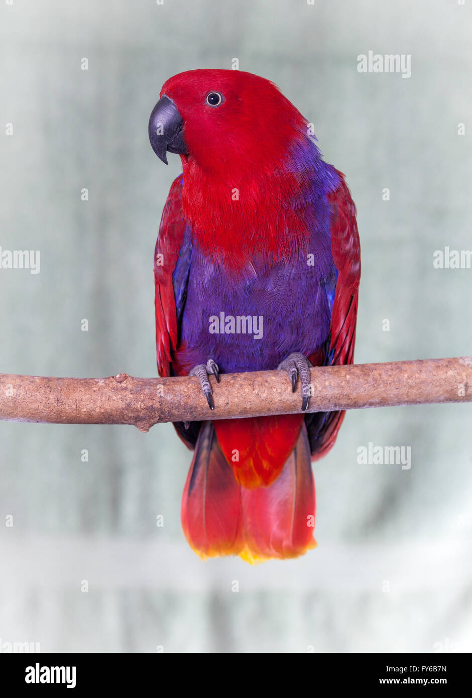 Female red sided eclectus parrot hi-res stock photography and images ...