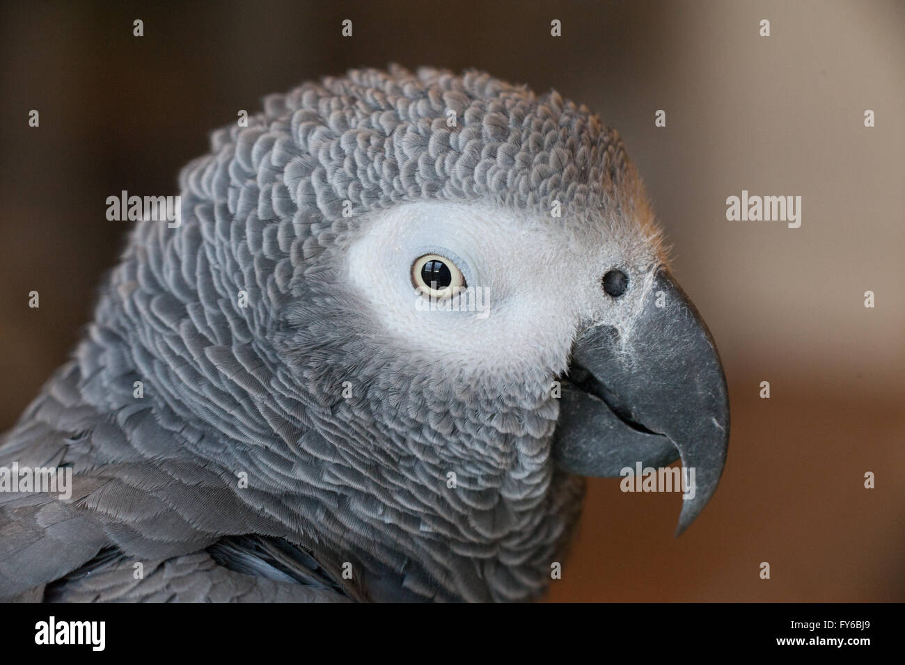 Congo African Grey Parrot, posed on a natural branch against a pale ...