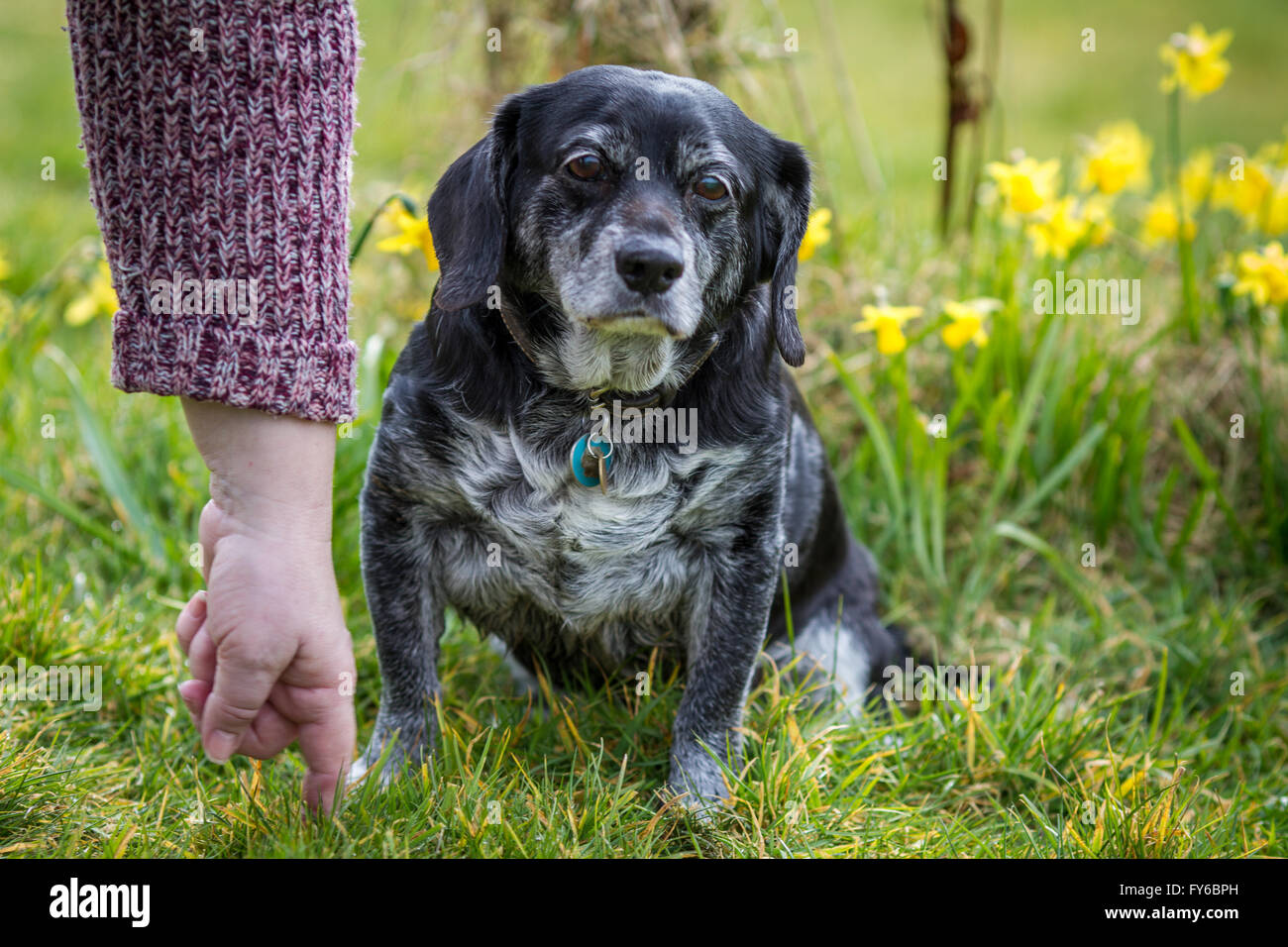 Elderly dog ignoring owners commands hi-res stock photography and ...