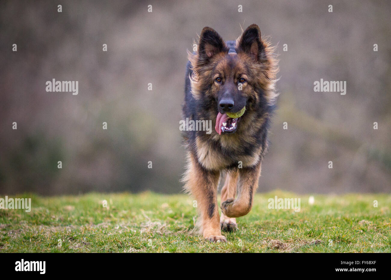 German shepherd dog alsatian hi-res stock photography and images - Alamy
