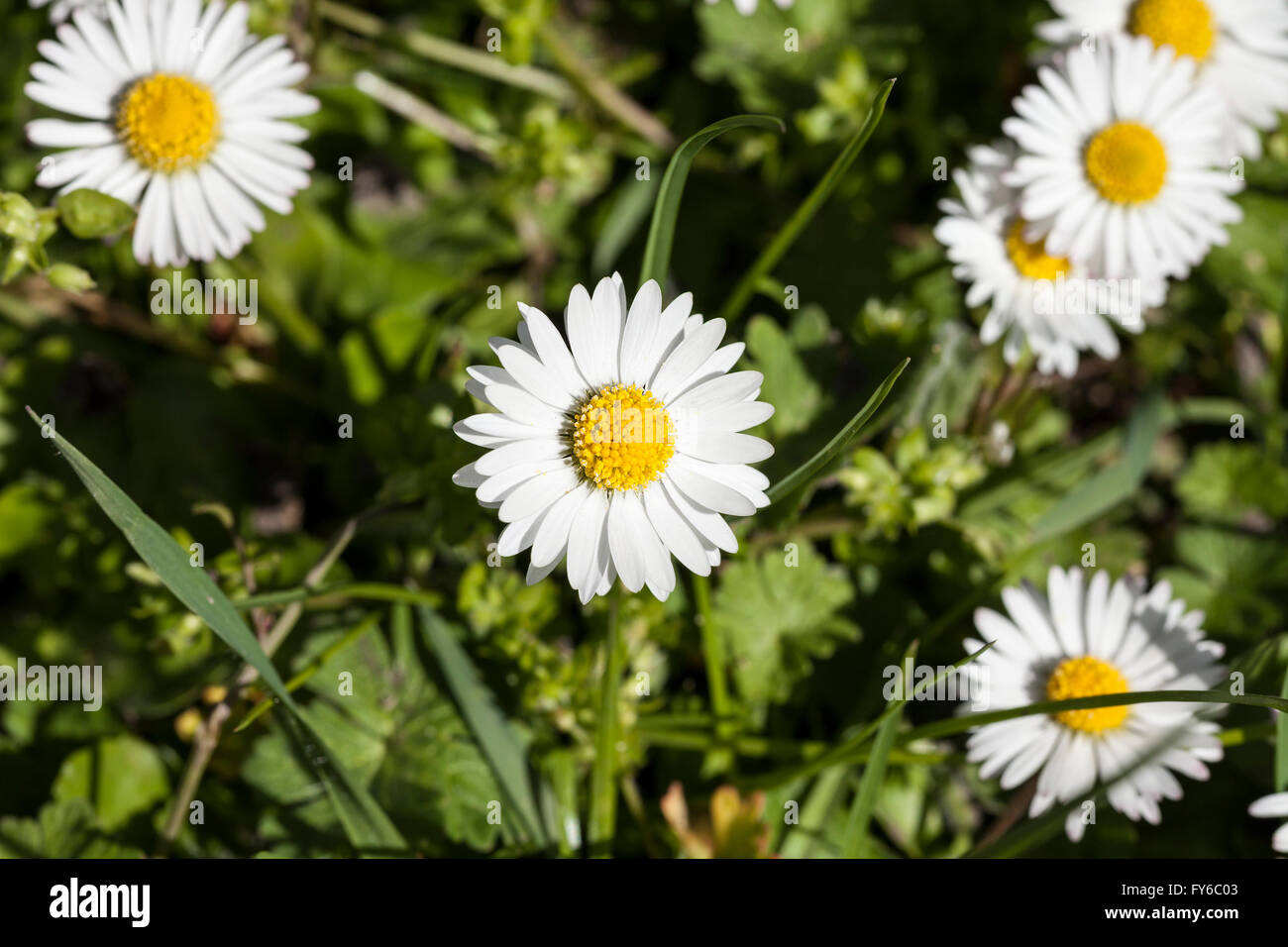Annual daisy hi-res stock photography and images - Alamy