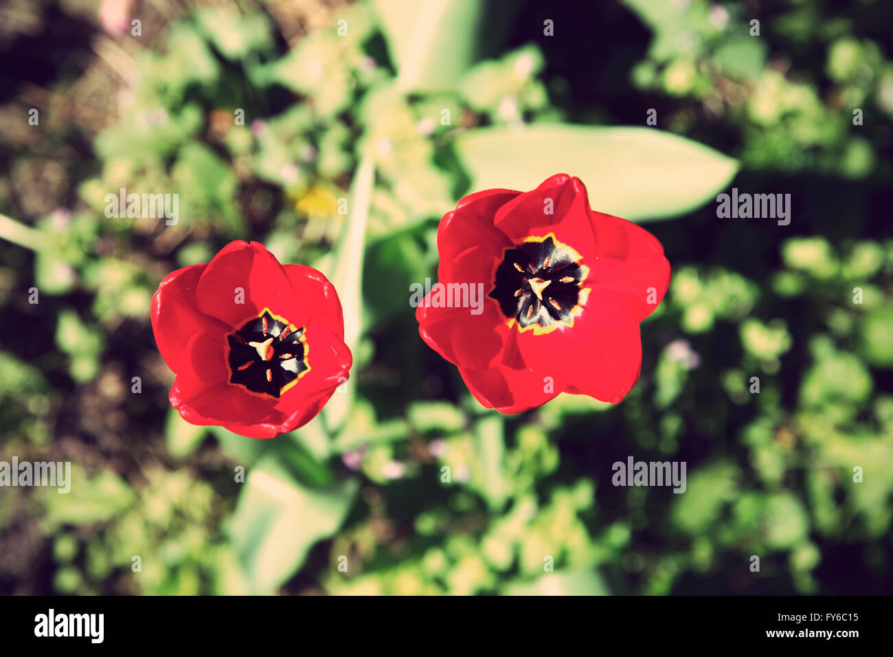 Two flowering tulips Stock Photo - Alamy
