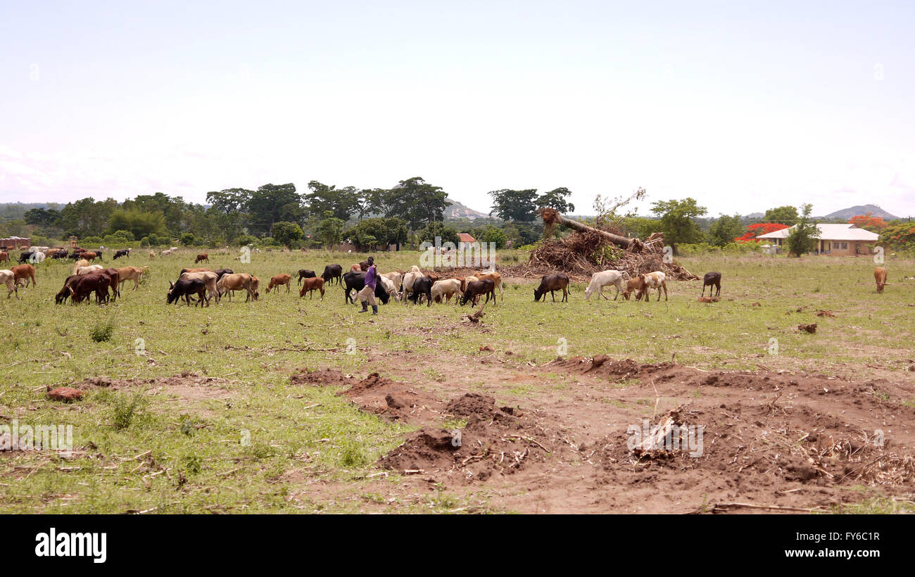 Uganda cattle hi-res stock photography and images - Alamy