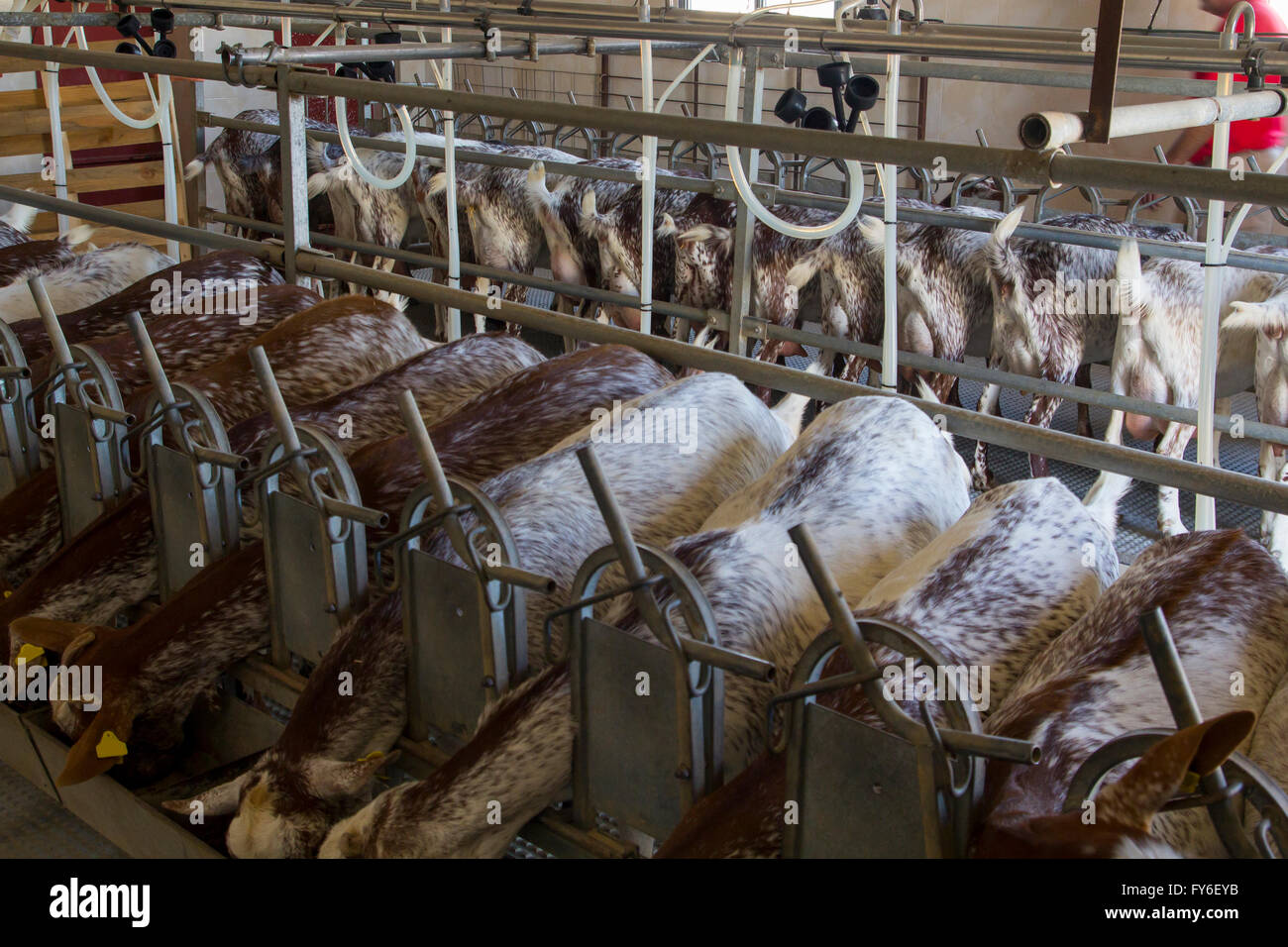 Milking goat hi-res stock photography and images - Alamy