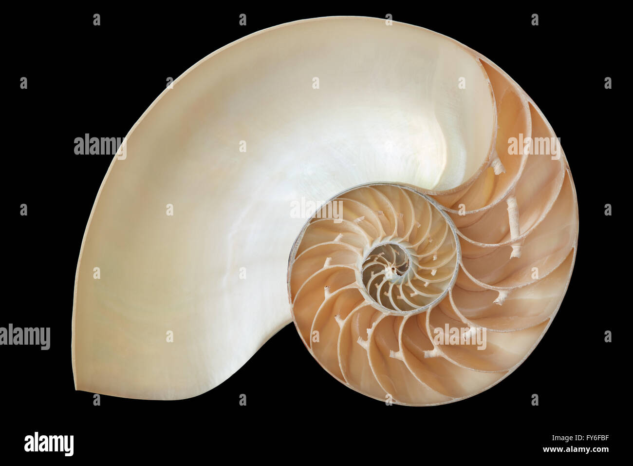 Nautilus shell, perfect Fibonacci pattern on black, clipping path Stock ...