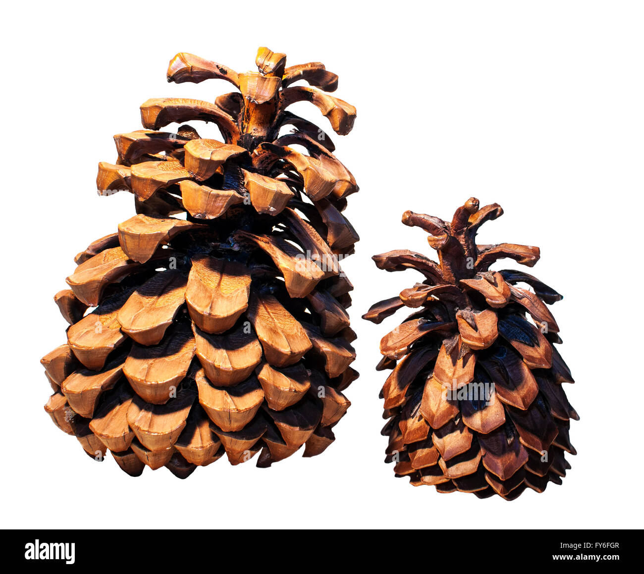 two pine cone; isolated; white Stock Photo - Alamy